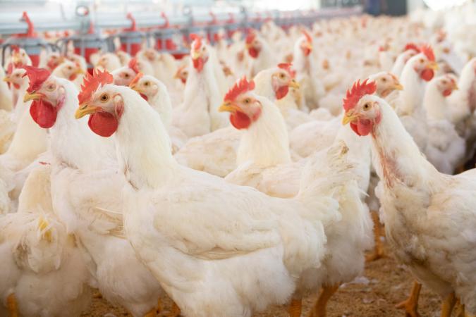 Poultry
