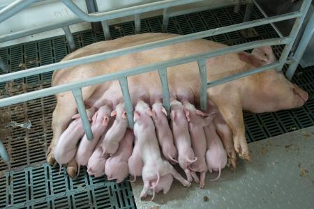 Zinc-free success starts with the sow