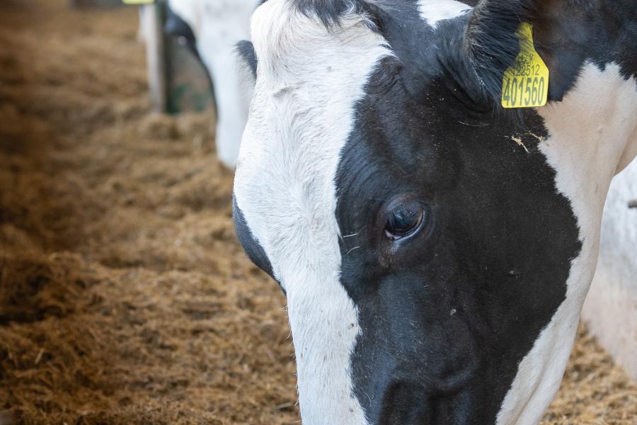 Terms and conditions